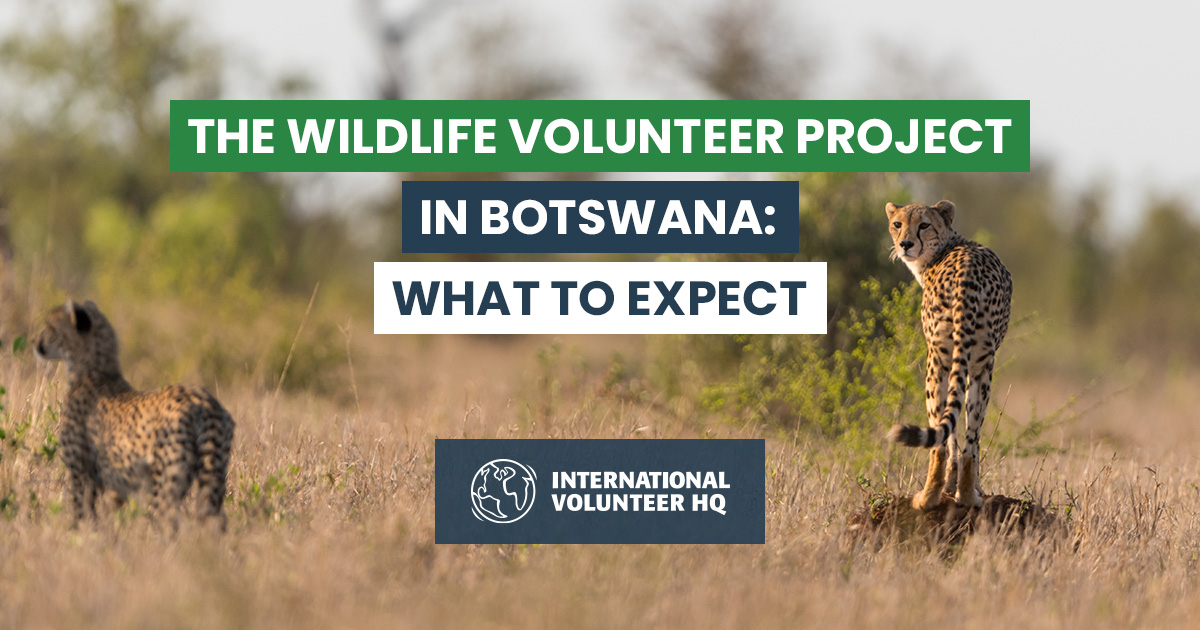 What to Expect in the Wildlife Conservation Project in Botswana | IVHQ