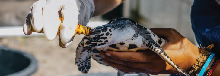 Bali Sea Turtle Conservation Volunteer Program | IVHQ