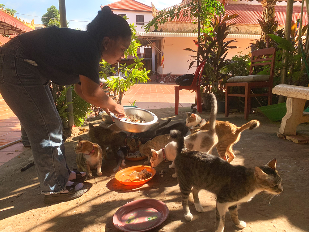 Animal Shelter Volunteering in Cambodia | IVHQ