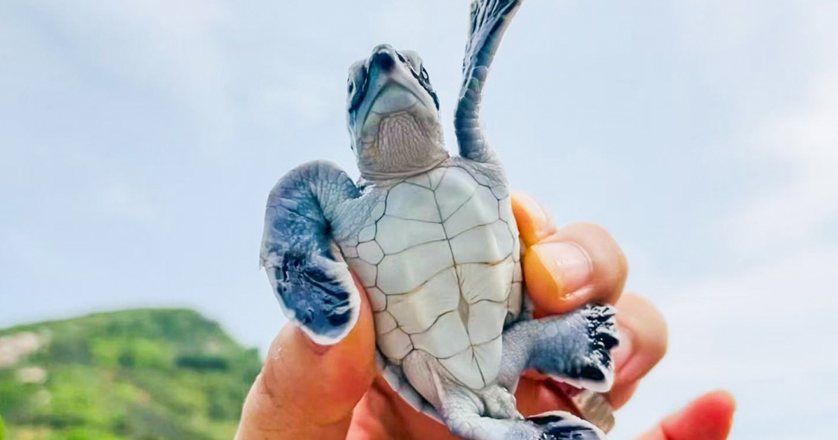 Turtle Conservation in China | IVHQ