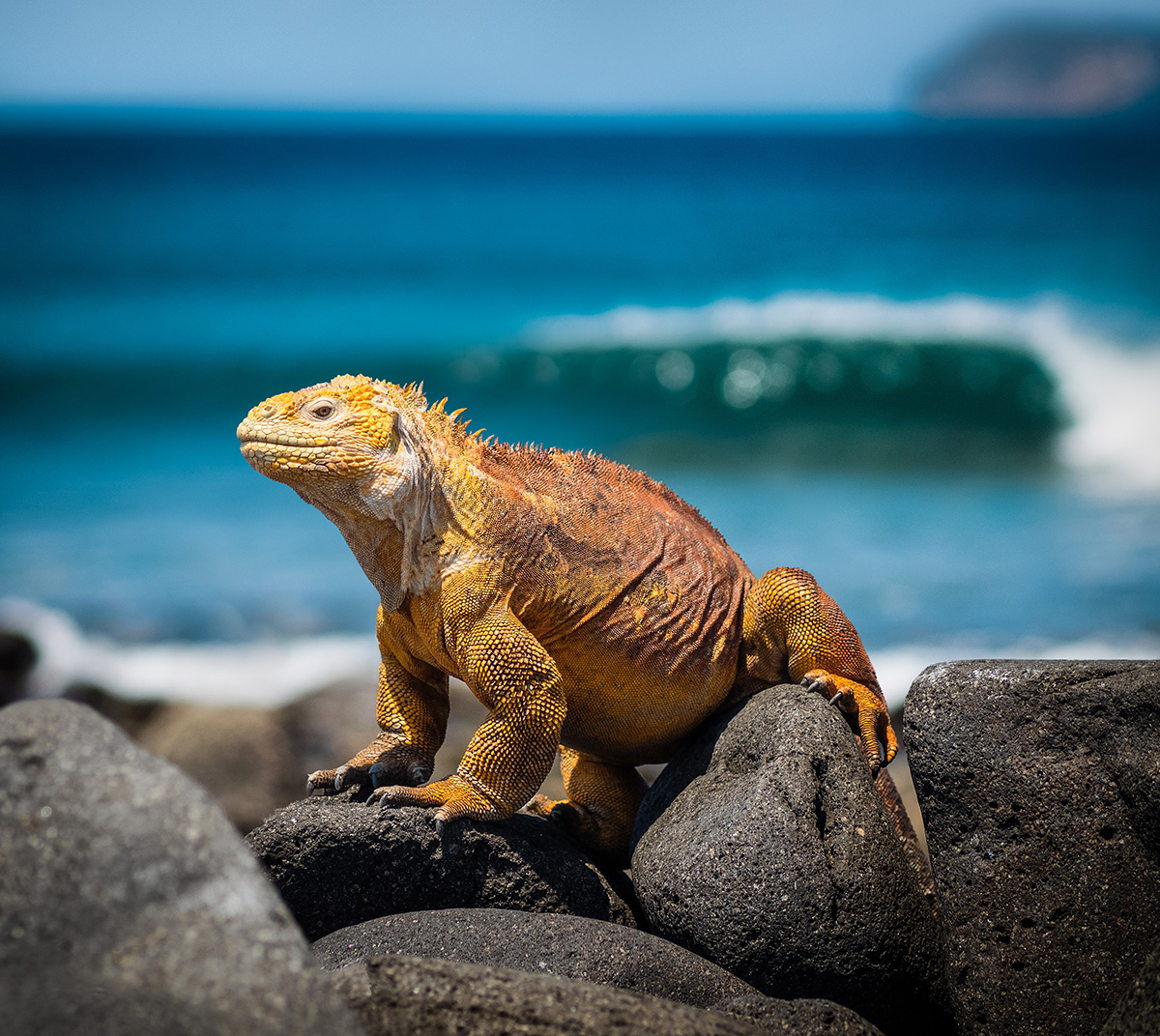 Environmental Conservation Volunteering in Galapagos Islands