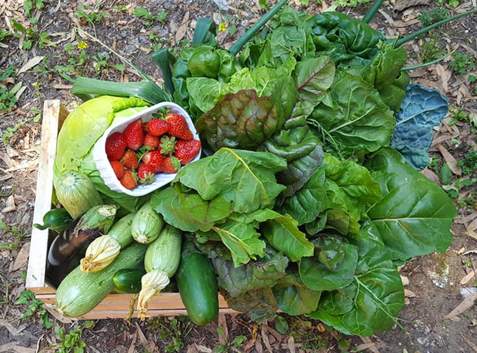 Sustainable Farming Volunteering in Rome - Italy | IVHQ