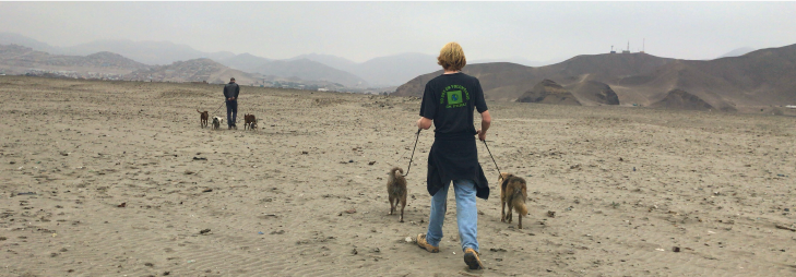 Animal Care Volunteer Program in Lima - Peru | IVHQ